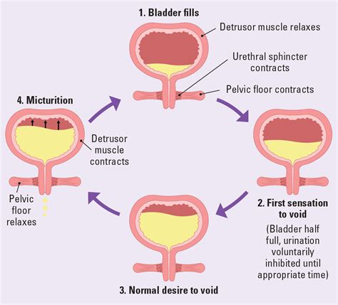 British Journal Of Community Nursing Diabetic Bladder Dysfunction