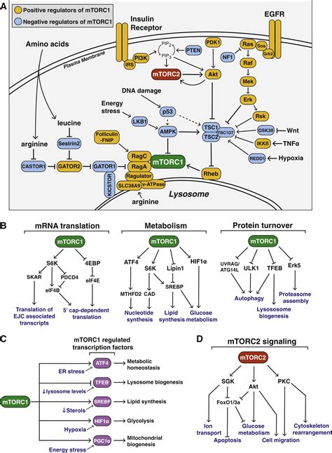 Mtor Signaling In Growth Metabolism And Disease Cell