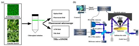 Schematic Diagrams Of Chloroplast Isolation A And Chloroplast Imaging
