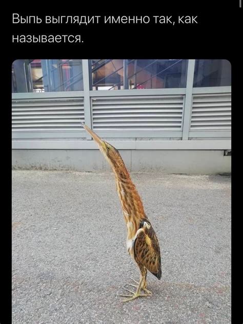 Леденящий Душу Пиздец 𓆏 On Twitter Rt Gribanov