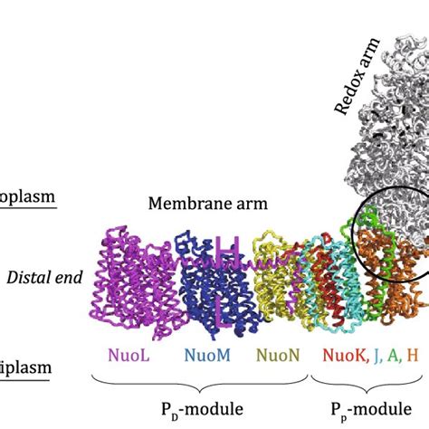 Proposed Catalytic Cycle Of Cytochrome Oxidase Based On The Model