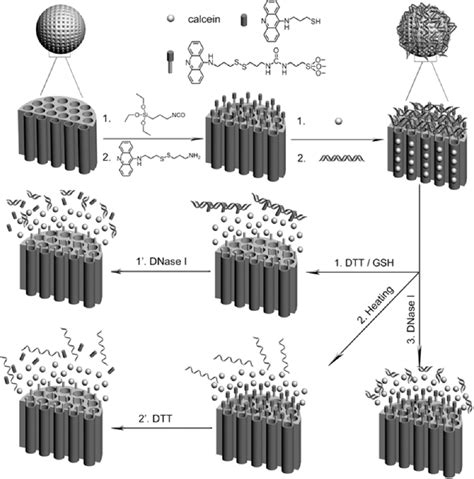 Fabrication Of DNA Gated SiO NPs Based Delivery Vehicles Modified Download Scientific Diagram
