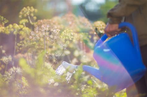 여름 더위에 농장에 식물성 식물에 물을 뿌리십시오 물 방울이 작물을 관개합니다 원예 개념 침대 줄에서 자라는 농업 식물 경작지에 대한 스톡 사진 및 기타 이미지 Istock