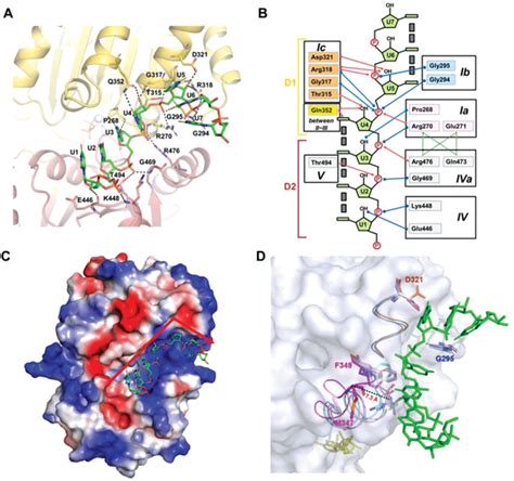 Rna Binding And Bending In Ddx21 Ssrna Amppnp Complex A Details Of