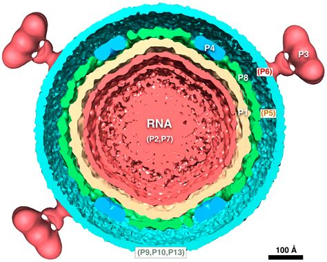 Structural Studies Of Bacteriophage Φ6 And Its Transformations During
