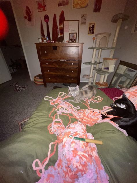 I Have A Strict No Playing With String Rule They Are Absolutely Lost In The Sauce Rkitting