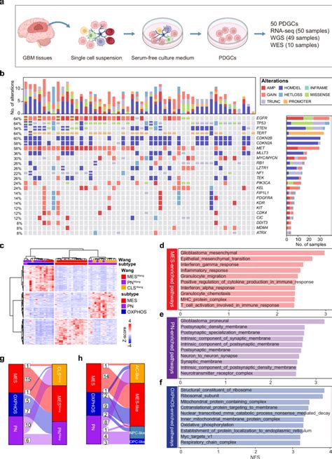 Definition Of Transcriptional Subtypes For Pdgcs A Schematic Diagram