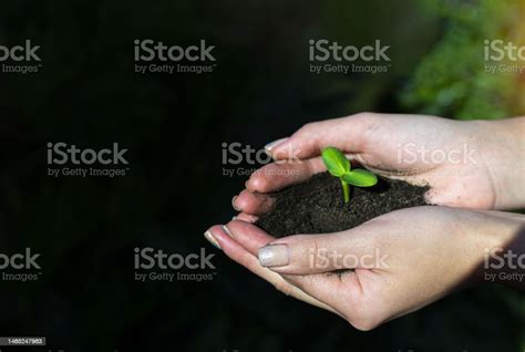 텍스트를 위한 공간이 있는 검은색 배경에 여성의 손에 자라는 어린 식물 개념에 대한 스톡 사진 및 기타 이미지 개념 개념과 주제 개발 Istock