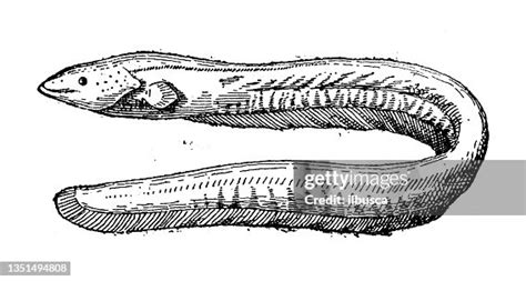 Antique Illustration Gymnotus Banded Knifefish High Res Vector Graphic