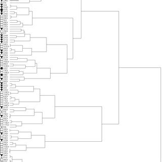 Cluster Analysis Dendrogram Download Scientific Diagram