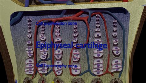Artstation 3d Bone End Enchondral Ossification Model Resources