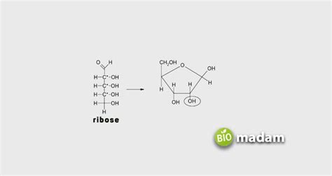 Difference Between Ribose And Deoxyribose Biomadam