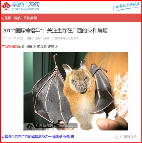 广西有52种蝙蝠记录亟需推动生物多样性科学传播 蝙蝠保护行动网络系列第33期 研究