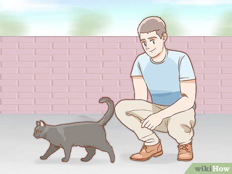 How To Determine The Sex Of A Cat Steps With Pictures