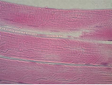 Lab 2 Histology Flashcards Quizlet
