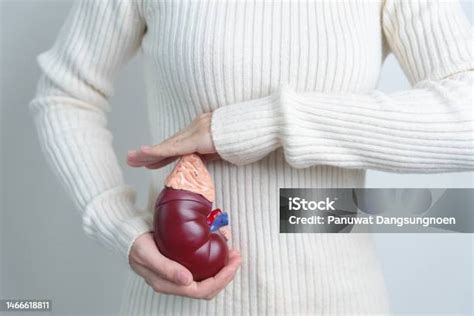 해부학적 인간 신장 부신 모델을 들고 있는 여성 비뇨기계 및 결석의 질병 암 세계 신장의 날 만성 신장 및 장기 기증자의 날 개념 3월에 대한 스톡 사진 및 기타 이미지