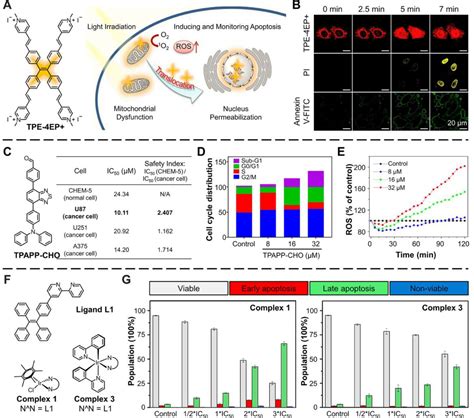 Aggregation Induced Emission Luminogens For Cell Death Research Acs Bio And Med Chem Au
