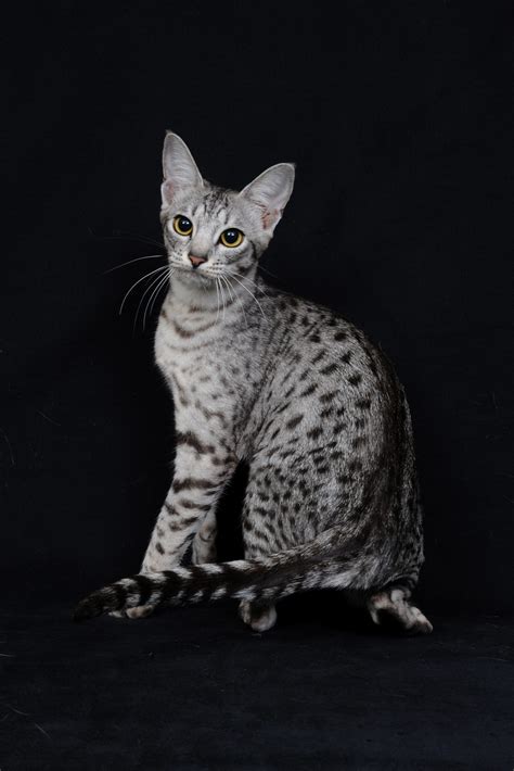 Ocicat Plateado Ocicat Plata
