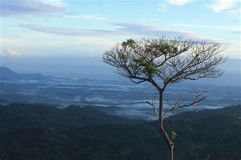 나무 산 숲 Pixabay의 무료 사진 Pixabay