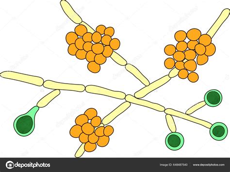 Blastoconidia