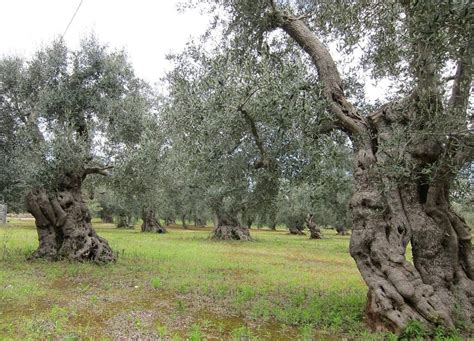 The Ancient Tree Of Magna Graecia That Produces White Olives