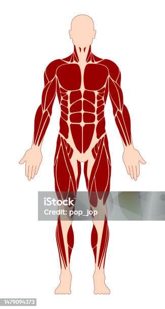 근육계 인체 남성 해부학 Athletyc 피트니스 Trainig 체육관 운동 벡터 일러스트 레이 션 전면 모습 근육에 대한 스톡 벡터 아트 및 기타 이미지 Istock