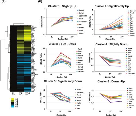 Hierarchical Clustering For Differentially Expressed Proteins In Zucker