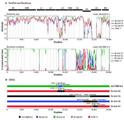 recombination analyses of adv rbr 6 3 complete genome a similarity