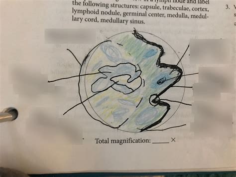 Structural Similarities Between Lymph Node And Spleen Design Talk
