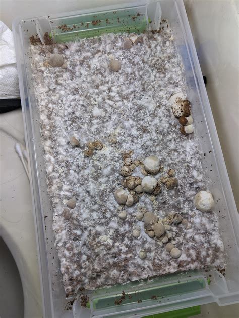 Uncle Blob Pe 1 Uncle Ben 1 Pint Coir Had Some Contam Issues With Ben But This One Made It