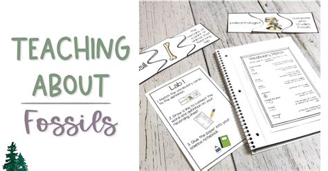 Teaching Fossils In K The Tahoe Teacher