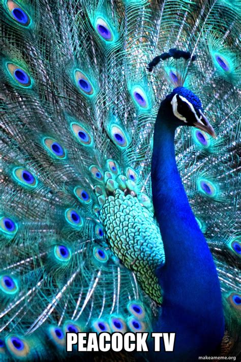 Peacock Tv Meme Generator