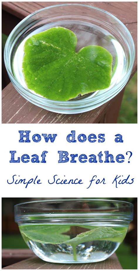 Science Experiment With Leaves