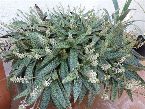 How To Grow And Care For A Silver Squill Ledebouria Socialis World Of