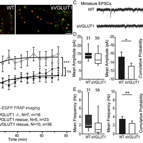 Structure Of Vglut1 And Expression Of Mutants In Neurons Download