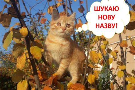 Волонтерська організація в Ізмаїлі оголошує конкурс на найкращу назву Південь сьогодні