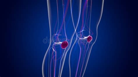 Human Skeleton Anatomy Patella Bone 3d Rendering Stock Illustration Illustration Of Bones