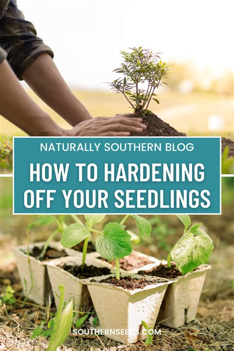 Mastering The Art Of Hardening Off Seedlings Hardening Off Seedlings