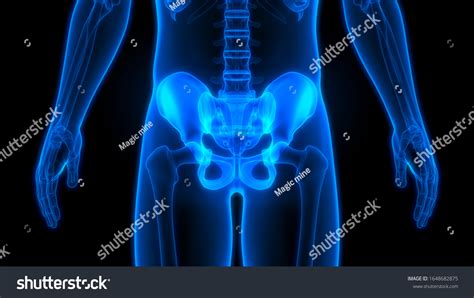 인간 골격계 엉덩이 뼈의 관절 해부학3d 스톡 일러스트 1648682875 Shutterstock