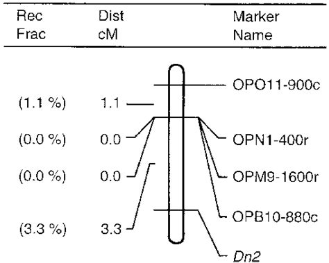 Linear Order Of Rapd Markers On The Linkage Map Generated By Mapmaker
