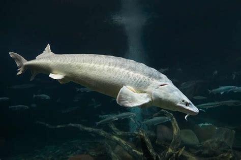Sturgeon Animal Facts Acipenseridae A Z Animals