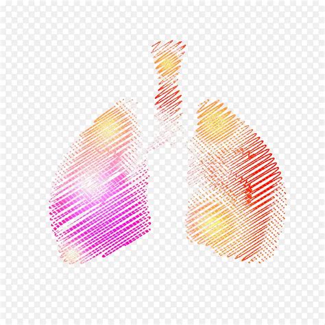 肺PNG图片素材下载 图片编号yjkomdne 免抠素材网