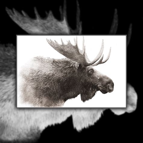 Moose Head Illustration
