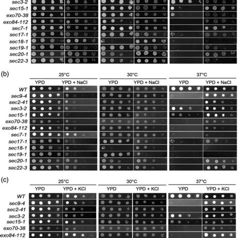Cell Wall Staining In Sec Mutants Wild Type And Sec Mutant Cells Were Download Scientific