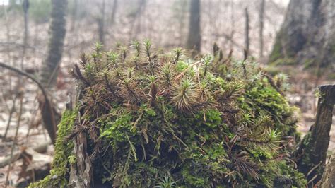 Tree Stump Covered In Moss At The Forest Forest Flowers Forest Wild Flowers