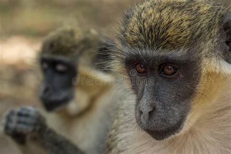 Macacos De Vervet Verdes Em Bigilo Forest Park G Mbia Foto De Stock Imagem De Selvagem