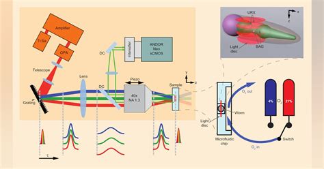Two Photon Microscopy Method Images Neuronal Activity Across The Entire Brain Laser Focus World