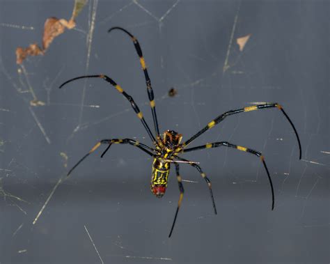 Joro Spider Pest Guide How To Get Rid Of Joro Spiders