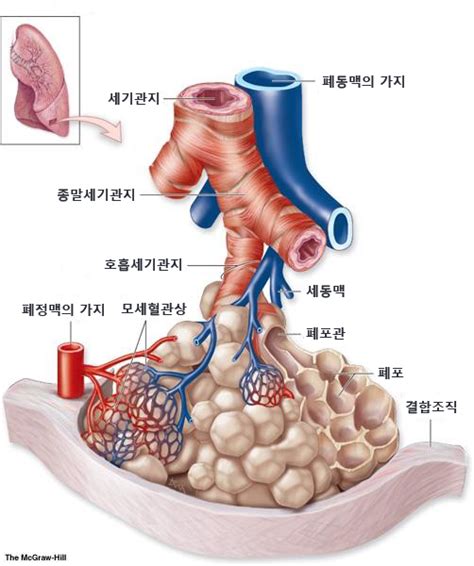 호흡계 Part 2 기체 교환 네이버 블로그