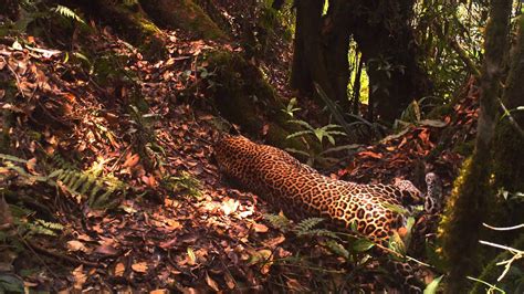 Javan Leopard Surprising Facts About Our Favorite Big Cat Species